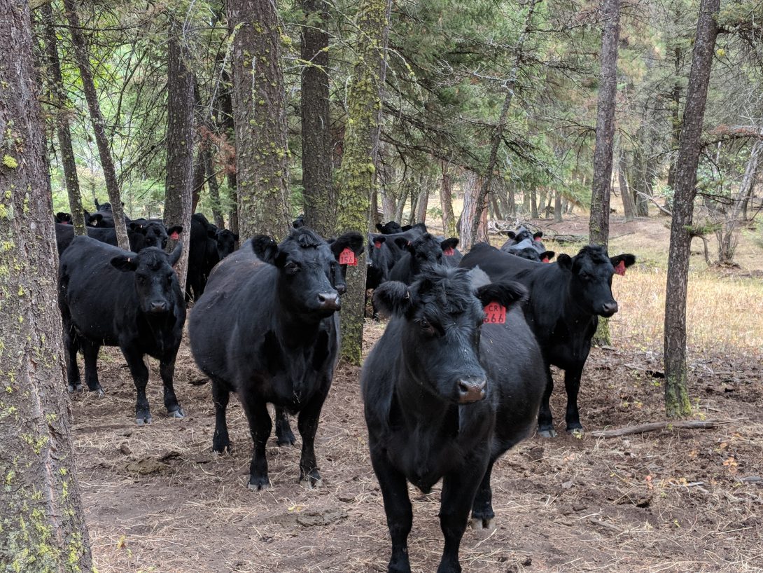 Ranching in Challenging Landscapes - News from Certified Angus Beef brand