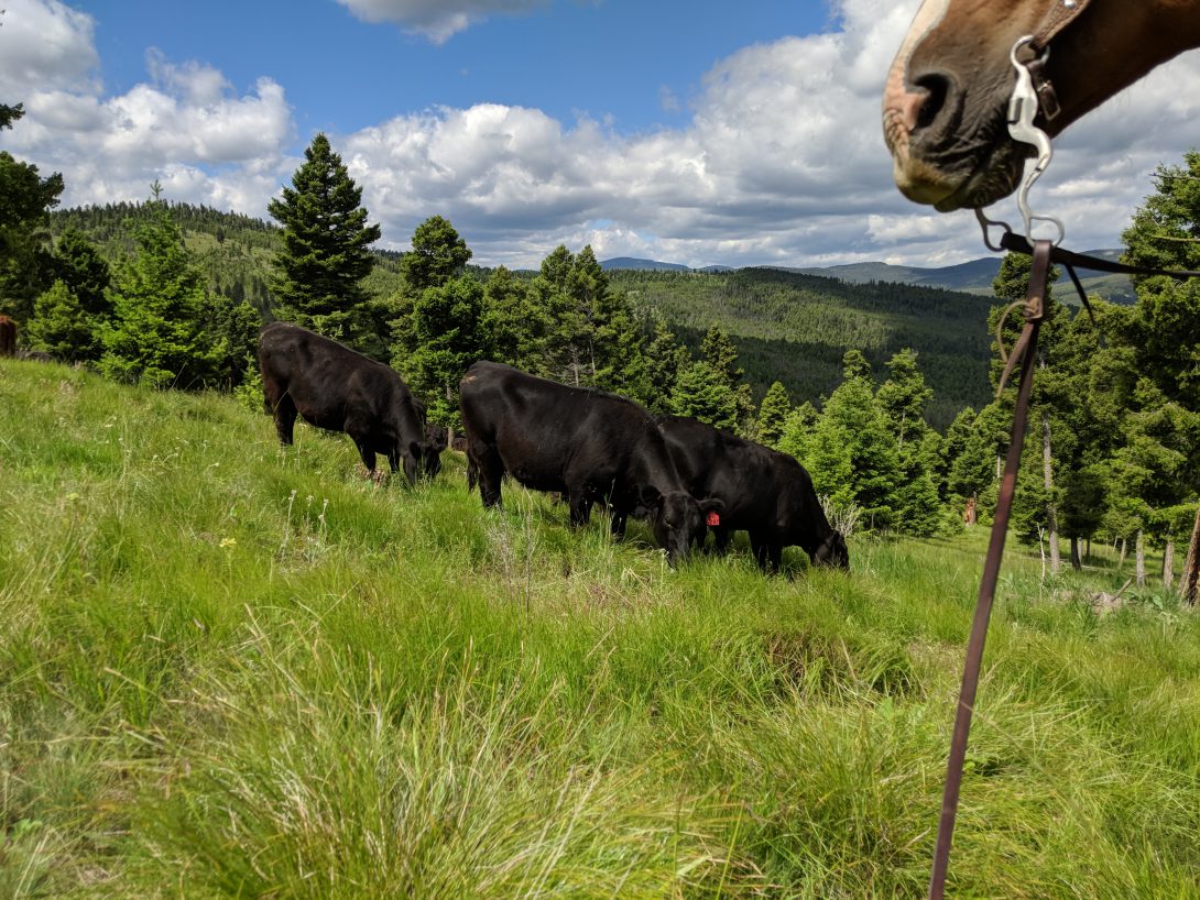 Ranching in Challenging Landscapes - News from Certified Angus Beef brand