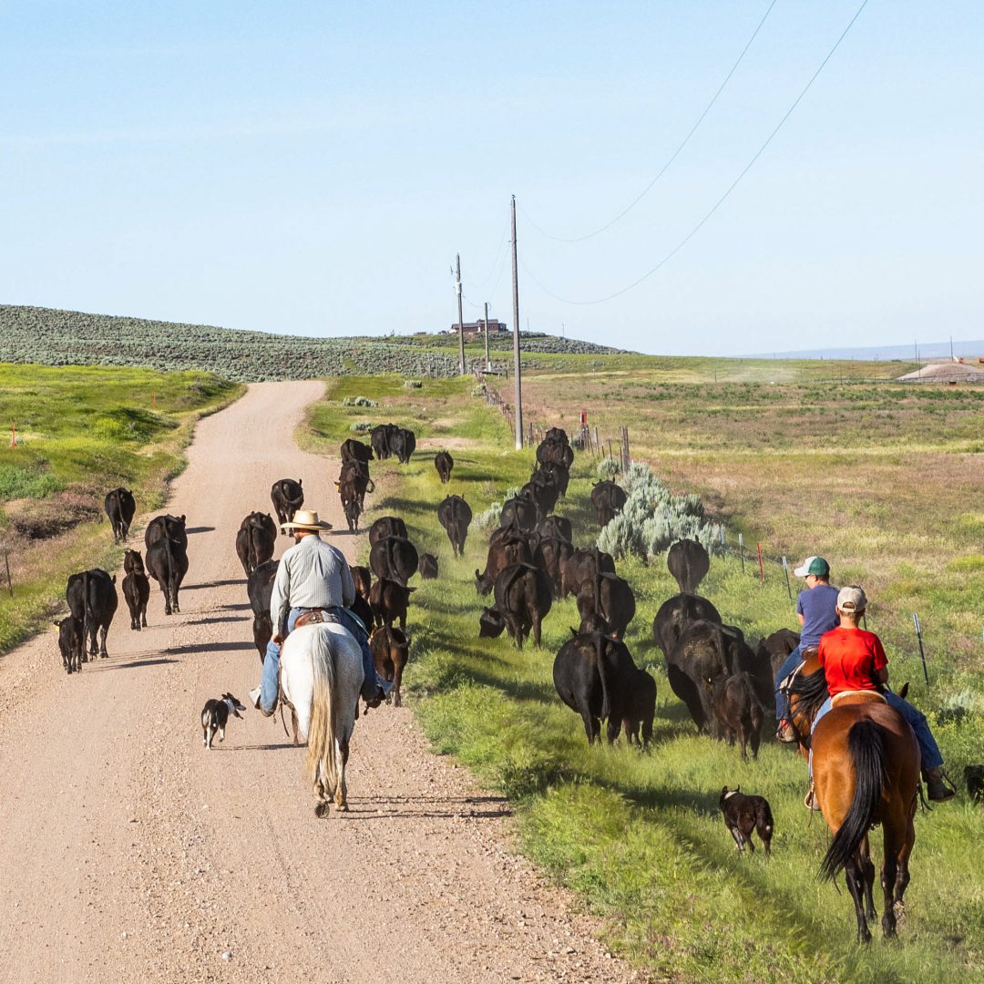Built on a Breed - News from Certified Angus Beef brand