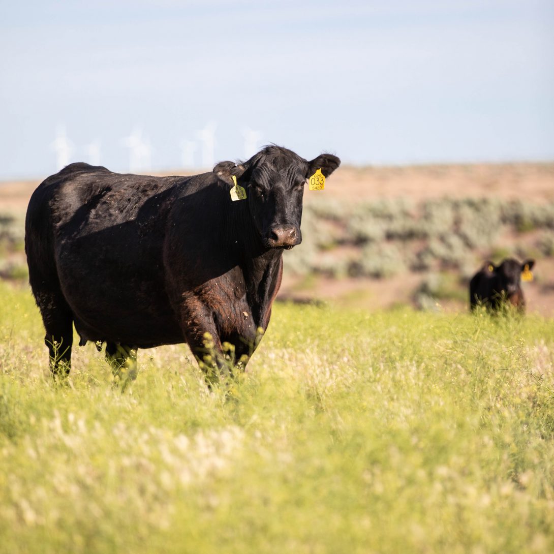 Built on a Breed - News from Certified Angus Beef brand