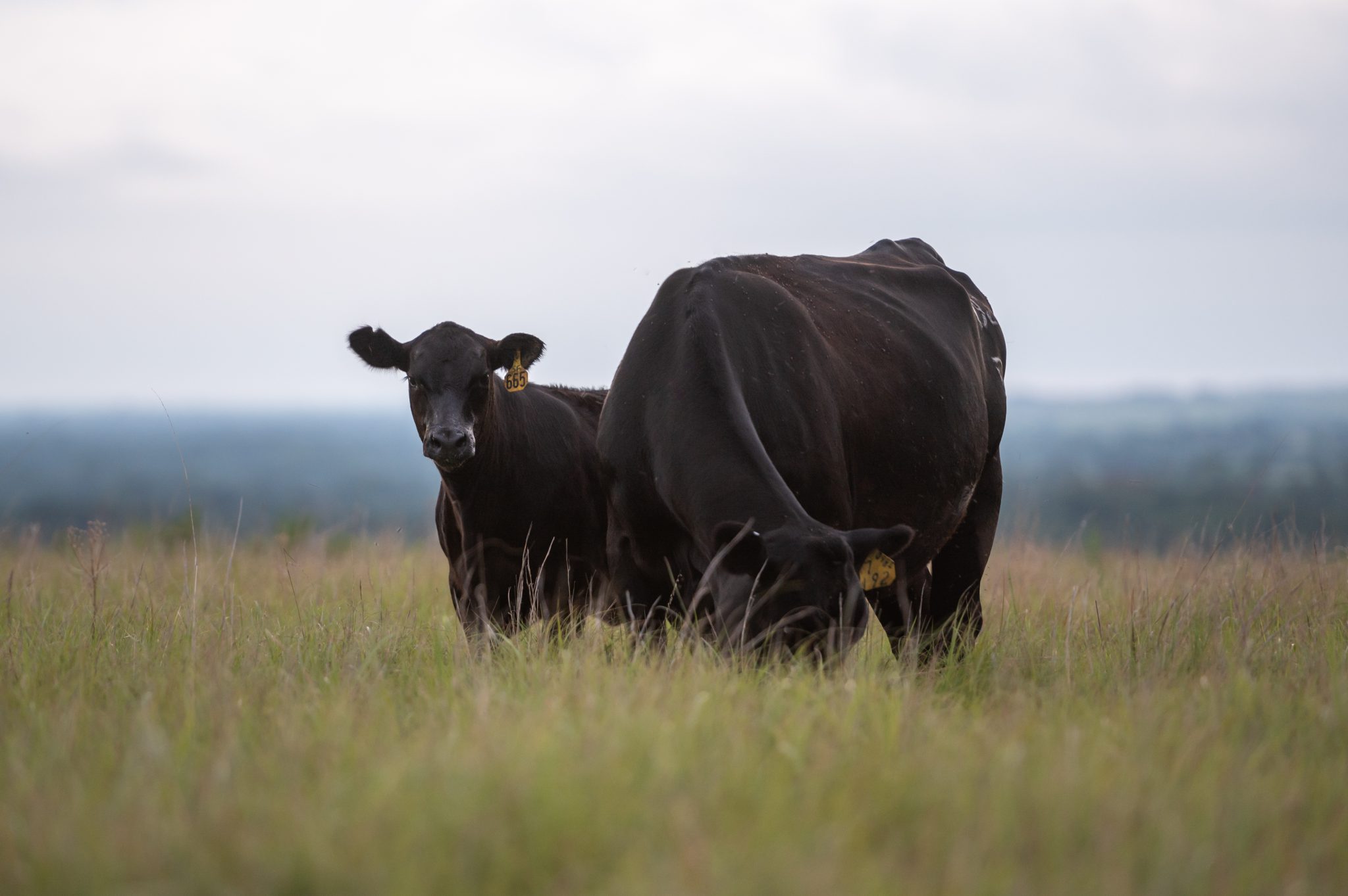 Kansas ranch family earns Certified Angus Beef ® honors - News from ...