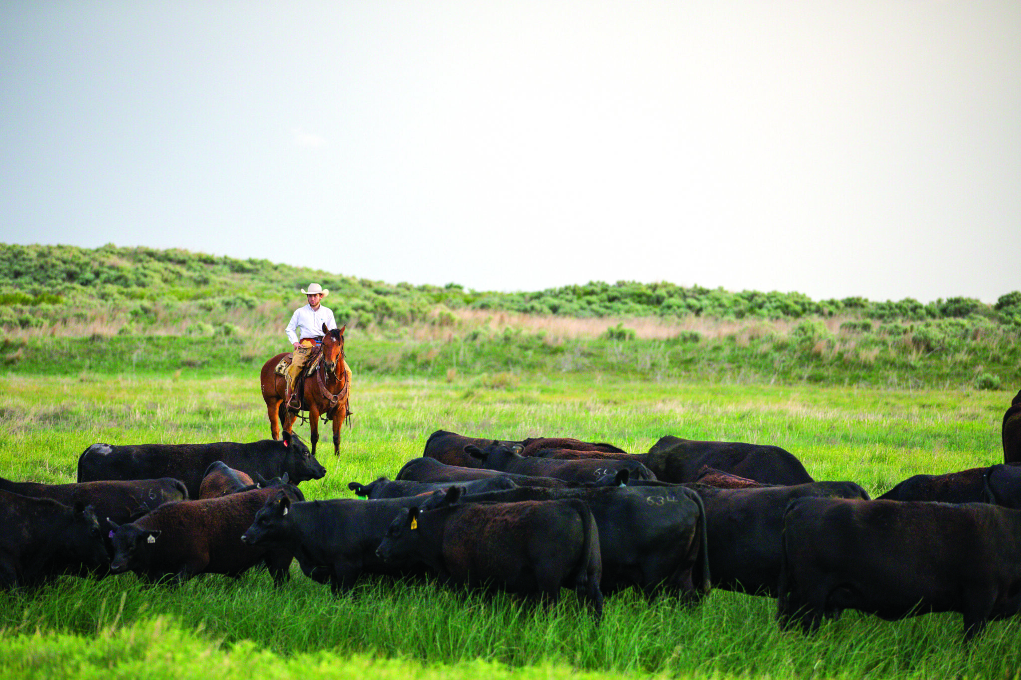 Raising Beef to a Higher Standard - News from Certified Angus Beef brand