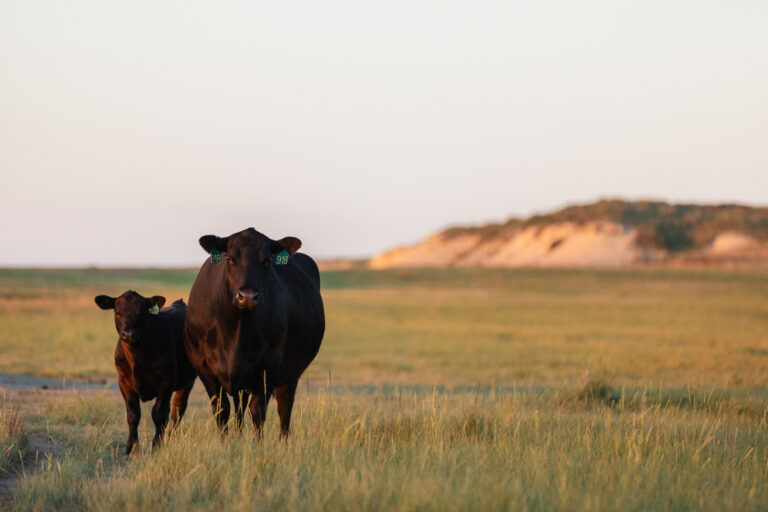 Certified Angus Beef Celebrates Another Strong Fiscal Year - News from ...