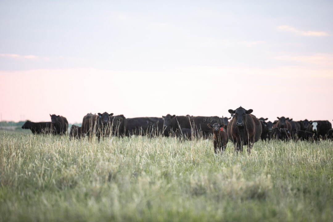 The Best-Selling Beef Brand Sets Records Mid-Year - News from Certified ...